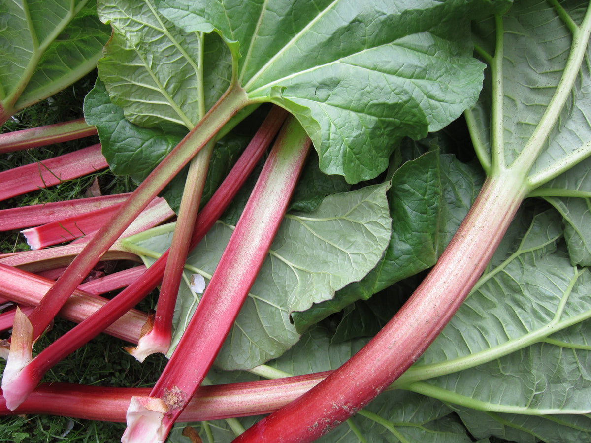 All About Rhubarb! – PlantPure Nation